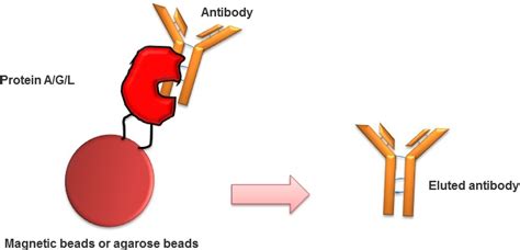 Antibody Purification And Immunoprecipitation Ip Sino Biological