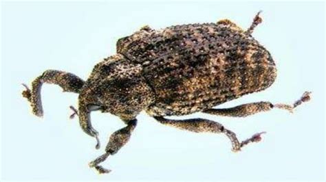 Mango Nut Weevil Ppt
