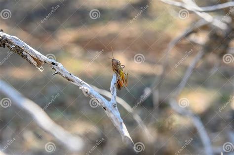 Grasshopper Caught And Impaled On A Tree Thorn By A Bird Of Prey In The