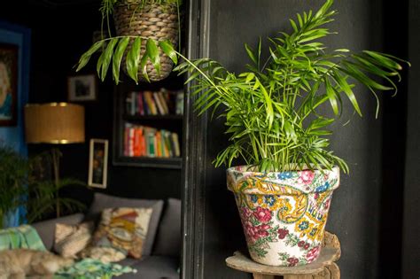 Decoración Las 5 mejores plantas de interior para decorar tu hogar