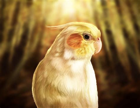 Cockatiel Wallpapers 28 Images Wallpapercat