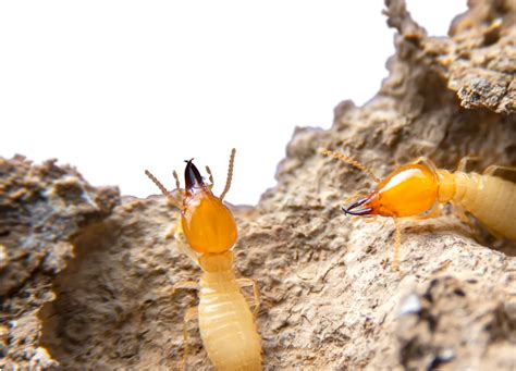 Termite Inspection Sydney Request Free Quote 🎁