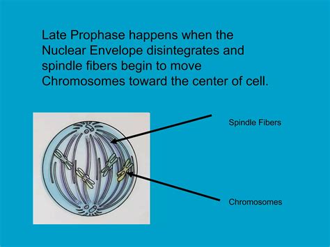 Cell Division Mitosis Meiosis Ppt