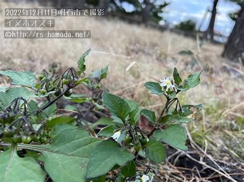 イヌホオズキの花言葉と由来自然植物図鑑