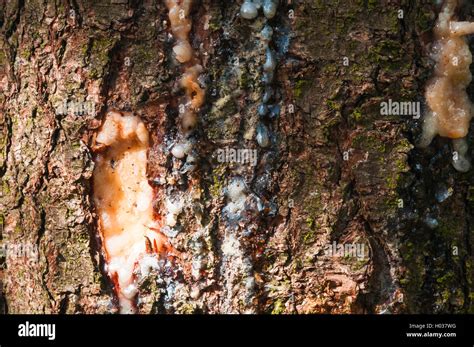 Bleeding Sap Hi Res Stock Photography And Images Alamy