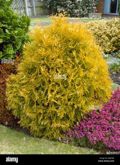 Thuja occidentalis - `Rheingold' AGM CON049561 Stock Photo - Alamy