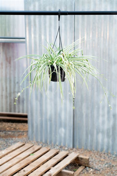 Chlorophytum Green Goddess
