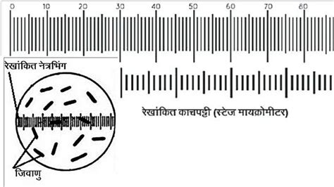 How To Measure Size Of Microorganisms Loksatta Article कुतूहल सूक्ष्मजीवांच्या आकाराचे मोजमाप
