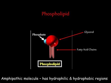 Ppt Exploring The Intricate Cell Structures And Functions Powerpoint Presentation Id 9178261