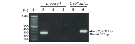 Detection Of Antibiotic Resistance Genes In Lactobacillus Strains By