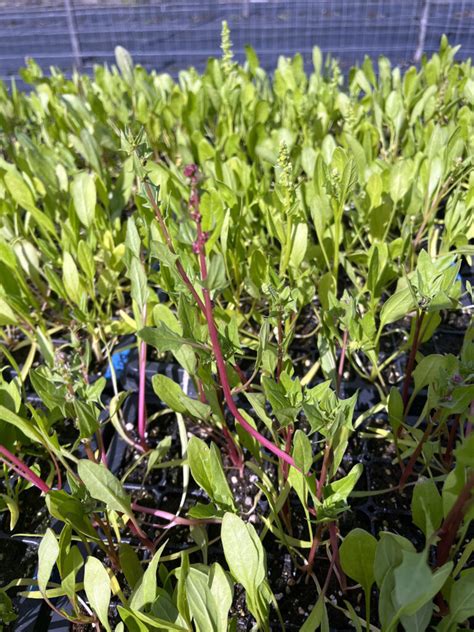 Spinach Trial Underway To Inform Seed Production Organic Seed Alliance