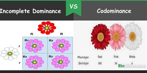 Incomplete Dominance Vs Codominance