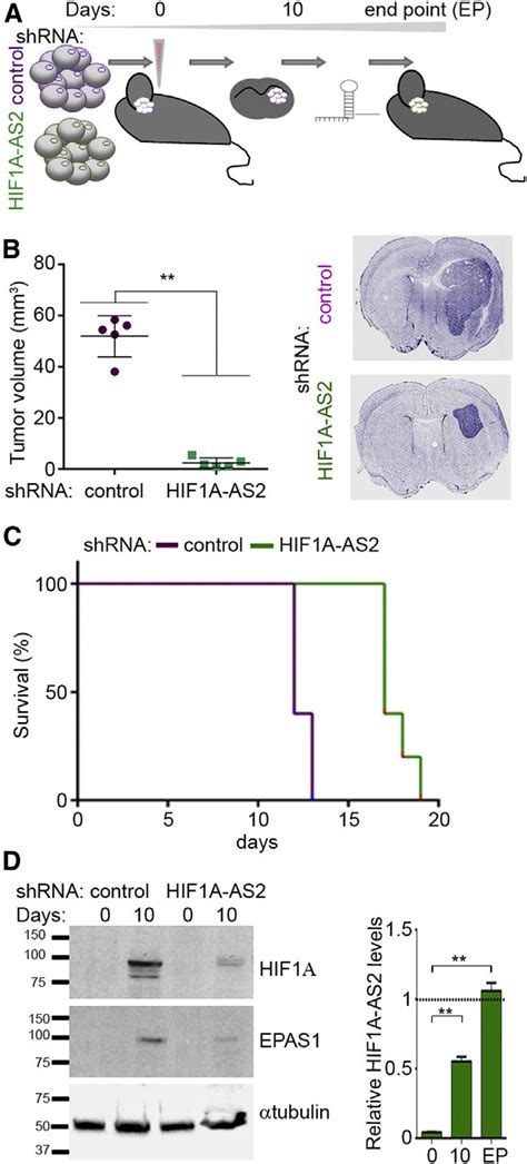 Hif1a As2 Drives Tumor Progression In A Hypoxic Environment A