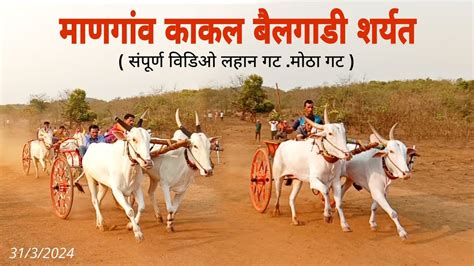 माणगांव काकल बैलगाडी शर्यतmangaon Bailgadi Sharyatbailgada Sharyat