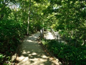 釧路市湿原展望台の遊歩道