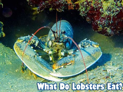 Lobsters Underwater