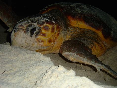 Proyecto De Conservación De Tortugas Marinas Ffcm