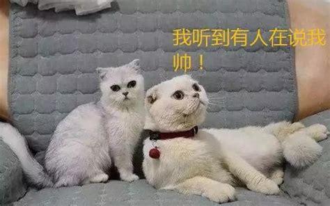 会说话的刘二豆抖音二豆妈本人照片 随意云