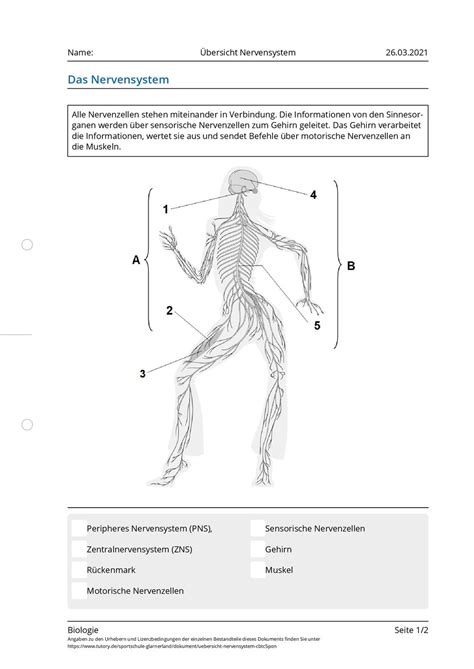 Arbeitsblatt Übersicht Nervensystem Biologie Tutoryde