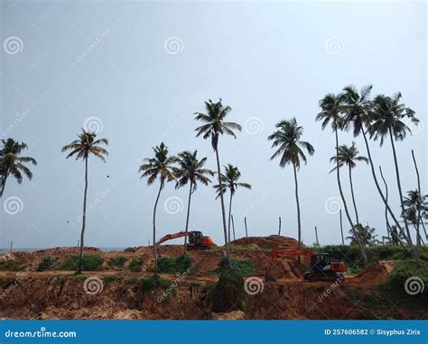 Coconut Palm Trees And Sky Kerala Coastline Thiruvananthapuram