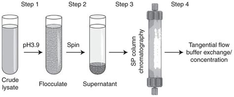 Schematic flowchart of adeno-associated virus (AAV) purification... | Download Scientific Diagram