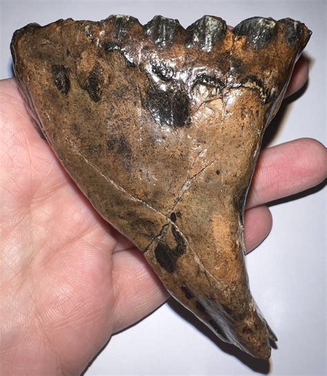 Authentic Ice Age Woolly Mammoth Juvenile Tooth For Sale 3 Inches