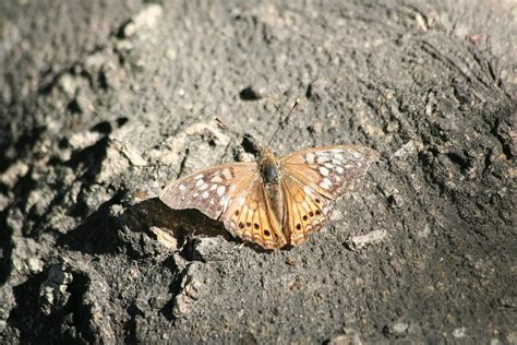 Types Of Butterflies To See In Colorado Uncover Colorado