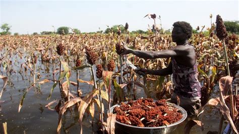 Armed With Ai And Cash Nigerian Farmers Act Before Floods Sabc News