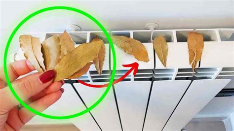 Feuilles de laurier voici comment les utiliser à la maison La