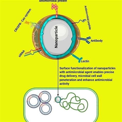 Surface Functionalization Of Nanoparticle For Cell Penetration