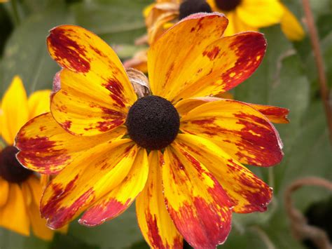 Imagemagick Extract Dominant Colors From An Image In Hex And Percentages Stack Overflow