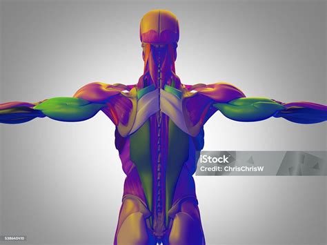 인간의 해부학 몸통 뒤 근육 3d 일러스트레이션 0명에 대한 스톡 사진 및 기타 이미지 0명 개체 그룹 건강관리와 의술