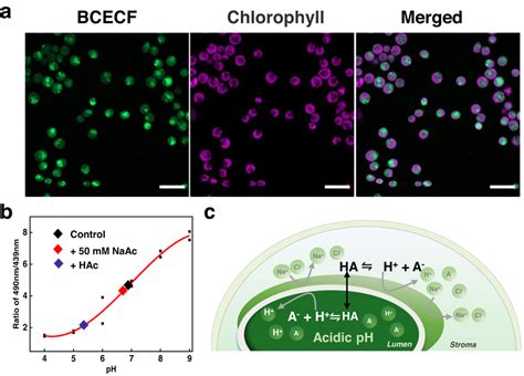 Intracellular PH Was Measured With The PH Sensitive Dye BCECF A Cells Download Scientific