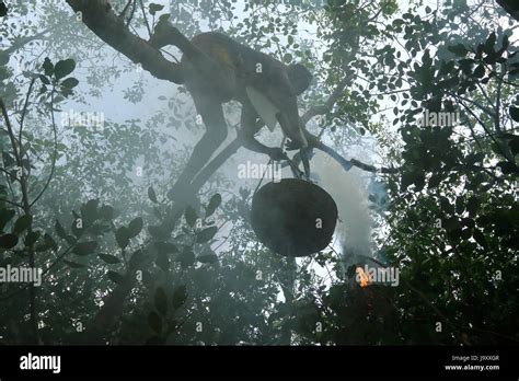 Traditional Honey Collection Sundarbans A Unesco World Heritage Site