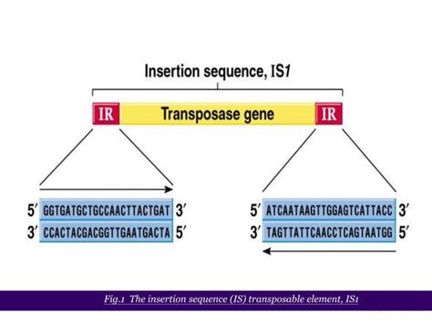 Transposable Elements And Transposon Mutagenesis Ppt