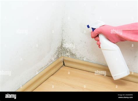 Hand With Glove Cleaning Mold On A Wall With Spray Bottle Hand With