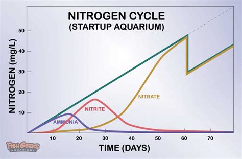 The Nitrogen Cycle And New Aquarium Syndrome Fish Geeks