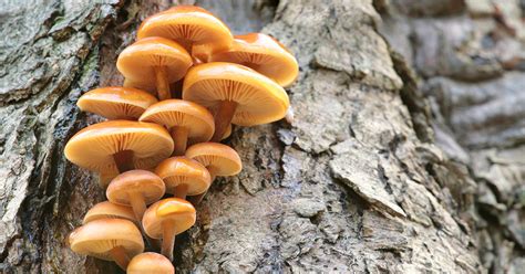 What Is A Mushroom Everything You Need To Know About Edible Fungi