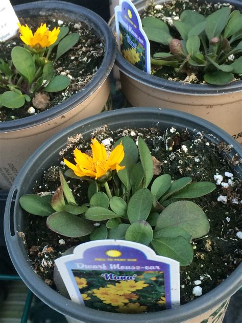 Coreopsis Auriculata ‘nana Mouse Ear Tickseed 1 Quart Catskill