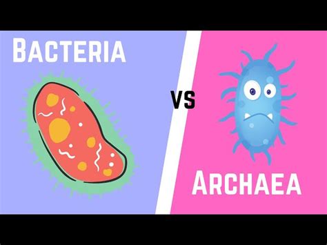 Archaea Struktur A Distinction Can Be Made Between Two Types Of
