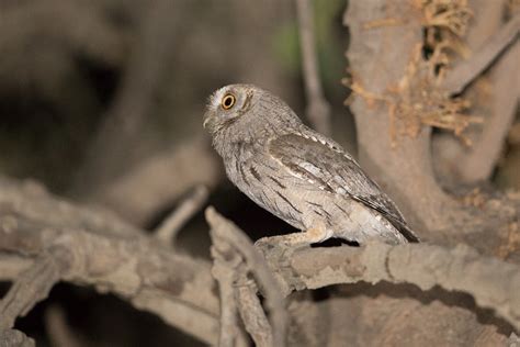 Arabian Scops Owl Tanoumah Focusing On Wildlife