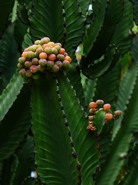 Triangular Stems In Plants Natures Fascinating Creations Ap Pgecet
