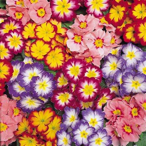 Buy Primula Alaska Bicolour Mix at jparkers.co.uk
