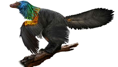 A Small Feathered Dinosaur Surprised Paleontologists With The