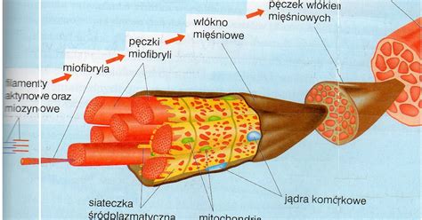 Biologia TKANKA MIĘŚNIOWA poprzecznie prążkowana szkieletowa