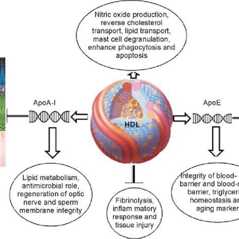 3d Modeling Structure Of Apoa I Download Scientific Diagram