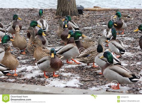 Mallards Anas Platyrhynchos Stock Image Image Of Beauty Group 107320173