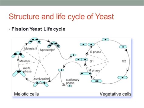 What Is Yeast Structure And Mode Of Life