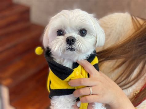 말티즈 모니 렉돌분양가격 브리숏분양가격 브리티시숏헤어분양가격 러블분양가격 티컵비숑프리제분양 티컵포메라니안분양 티컵말티즈분양 티컵말티푸분양 티컵푸들분양 티컵강아지분양