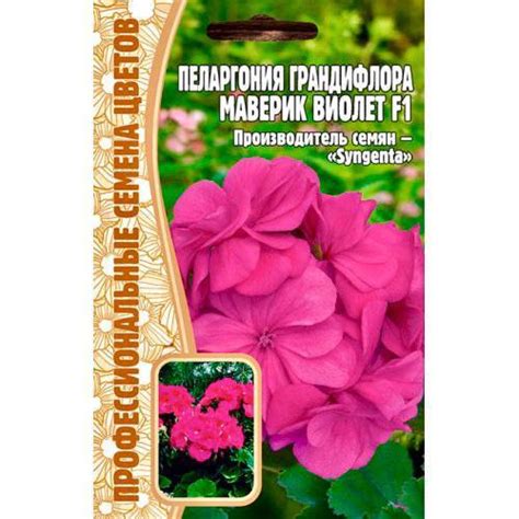 Пеларгонии (Герань) Пеларгония грандифлора Маверик Виолет F1 - купить ...